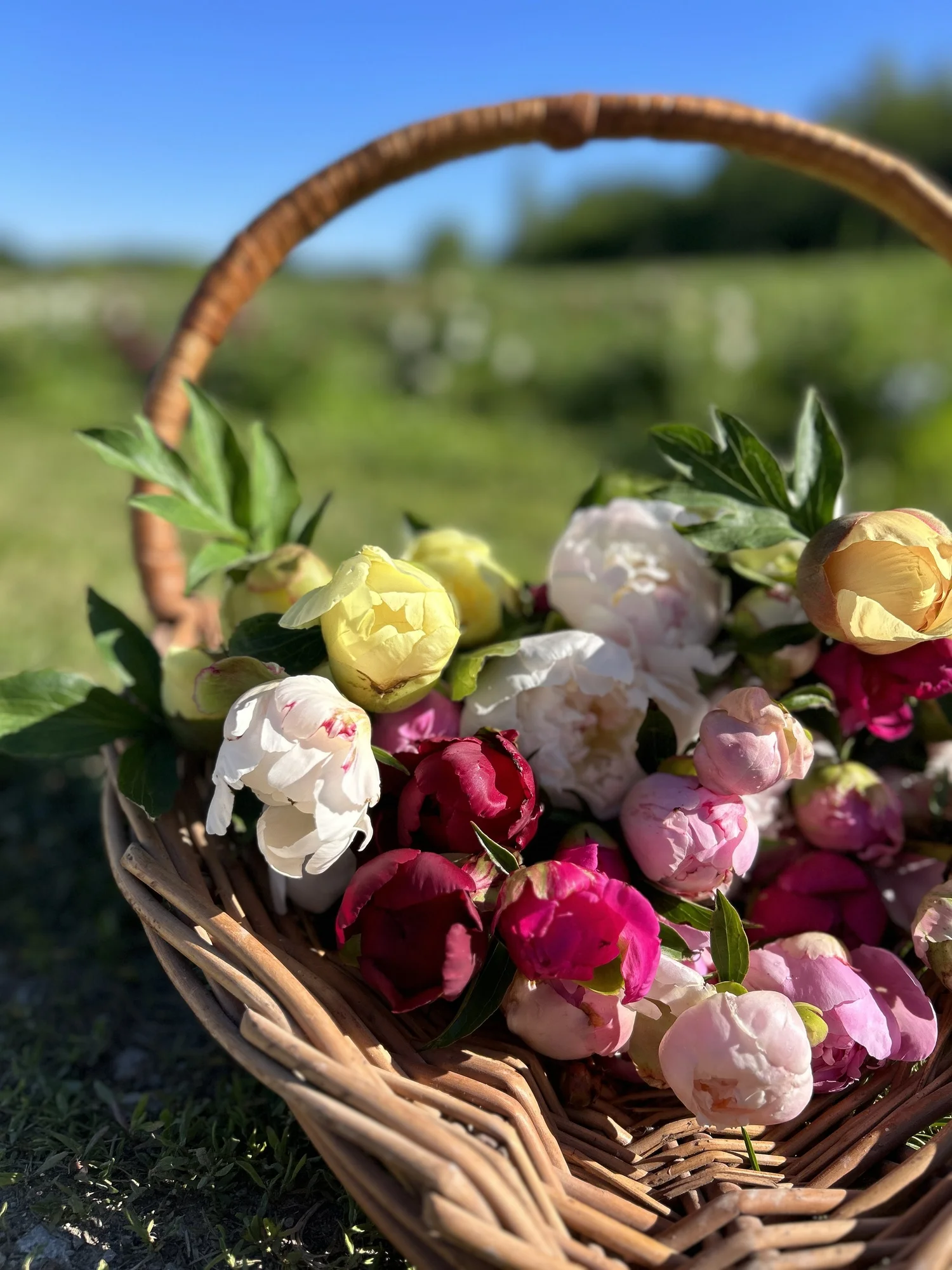 Tips forpicking perfect peonies — Hidden Springs Peony Farm