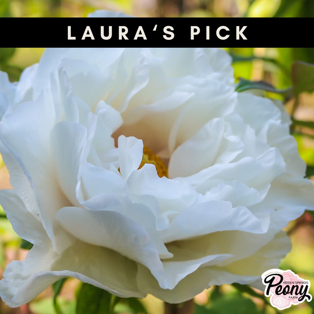 Shop Bare Root Peonies - Free Shipping on orders over $175 — Hidden ...