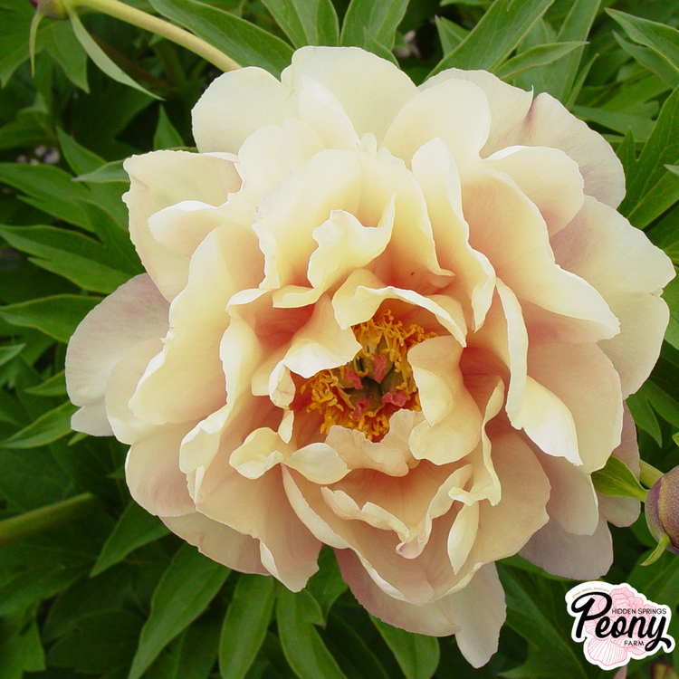 Shop Bare Root Peonies - Free Shipping on orders over $175 — Hidden ...