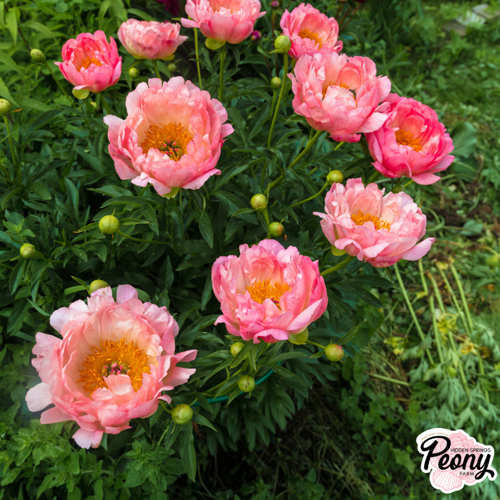 Coral Sunset Peony — Hidden Springs Peony Farm