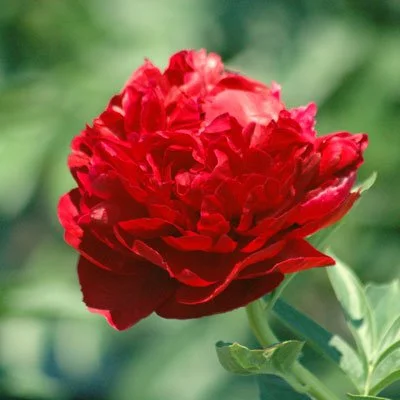 Shop All Peonies — Hidden Springs Peony Farm