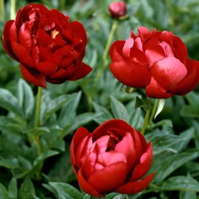 Shop All Peonies — Hidden Springs Peony Farm