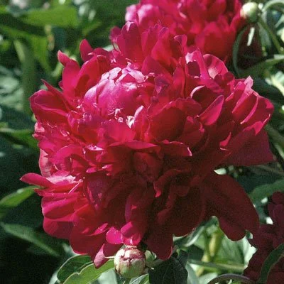 Shop All Peonies — Hidden Springs Peony Farm