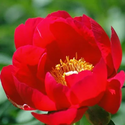 Shop All Peonies — Hidden Springs Peony Farm