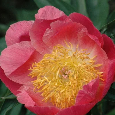 Shop All Peonies — Hidden Springs Peony Farm