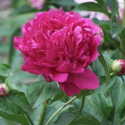 Shop All Peonies — Hidden Springs Peony Farm