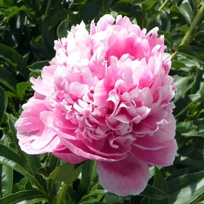 Shop All Peonies — Hidden Springs Peony Farm