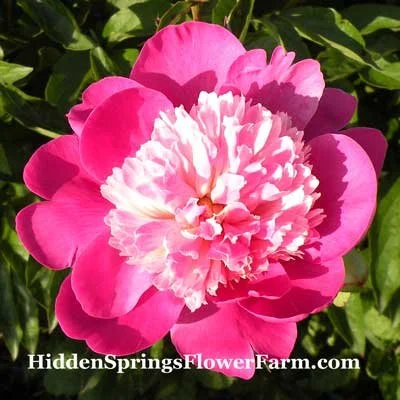 Shop All Peonies — Hidden Springs Peony Farm