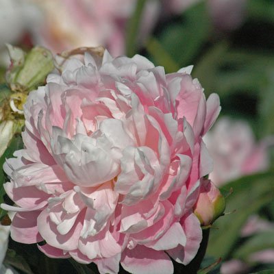 Shop All Peonies — Hidden Springs Peony Farm