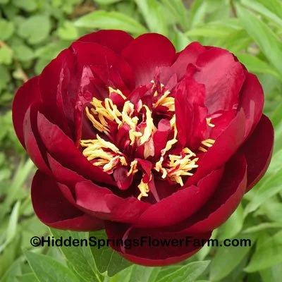 Shop All Peonies — Hidden Springs Peony Farm