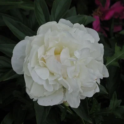 Shop All Peonies — Hidden Springs Peony Farm