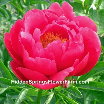 Shop All Peonies — Hidden Springs Peony Farm