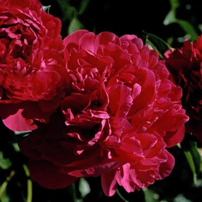 Shop All Peonies — Hidden Springs Peony Farm