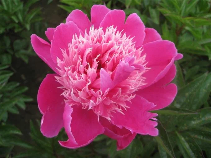 Shop All Peonies — Hidden Springs Peony Farm