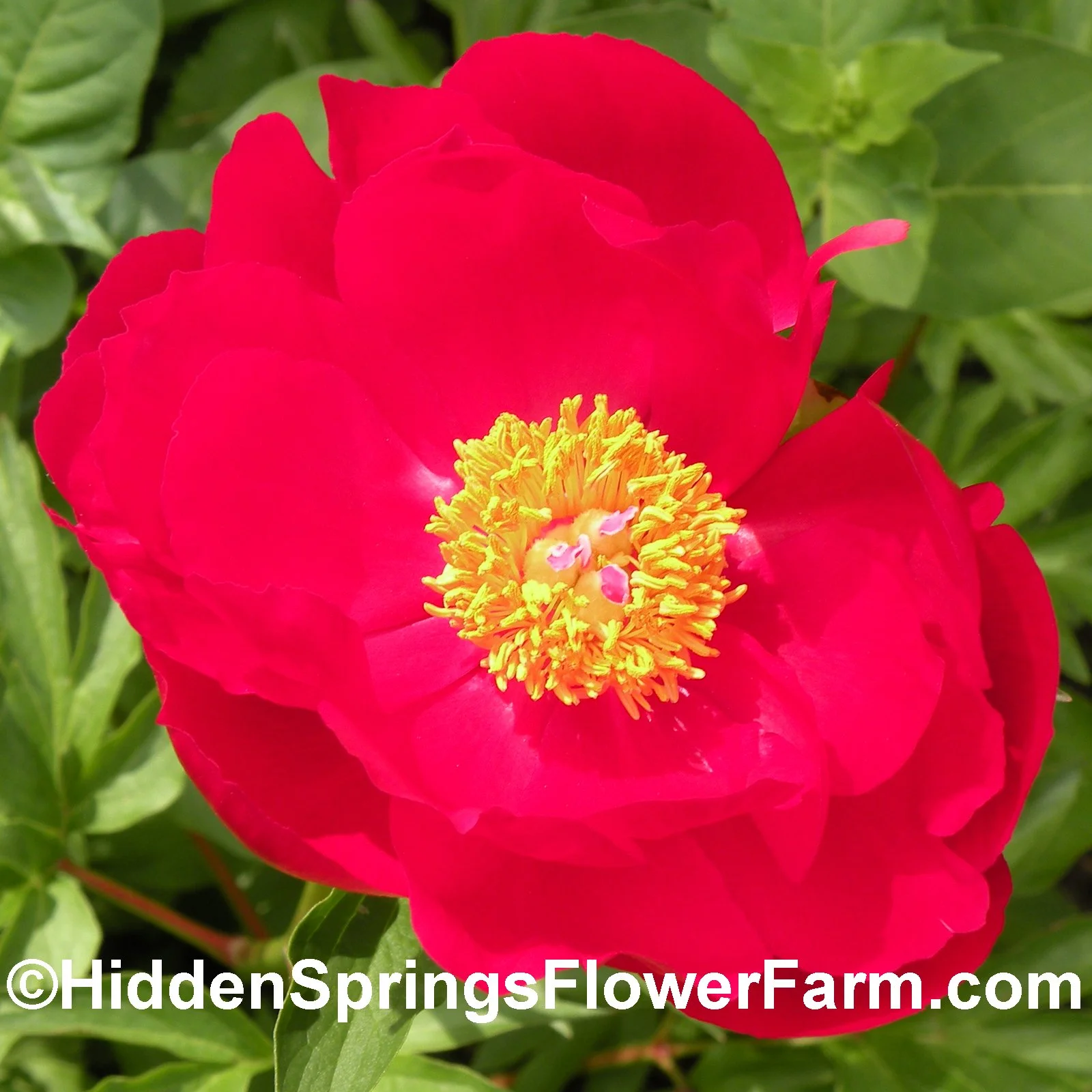 Shop All Peonies — Hidden Springs Peony Farm