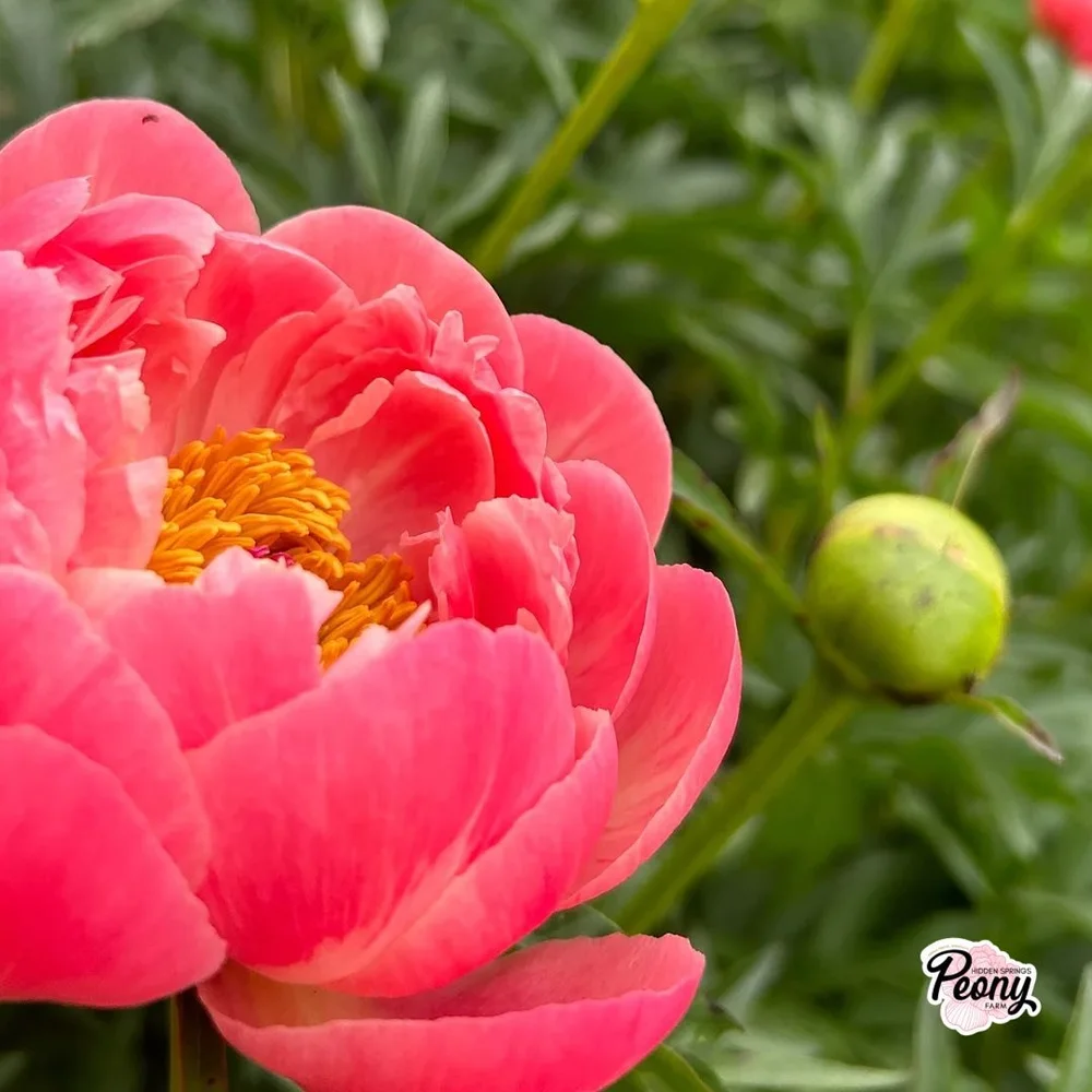 Coral Sunset Peony — Hidden Springs Peony Farm