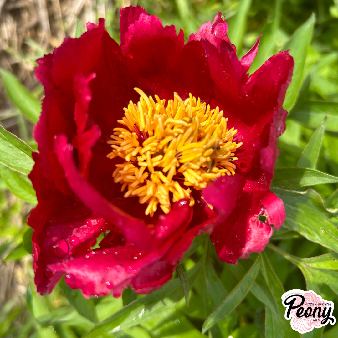Fern Leaf Peony (P. Tenuifolia) — Hidden Springs Peony Farm