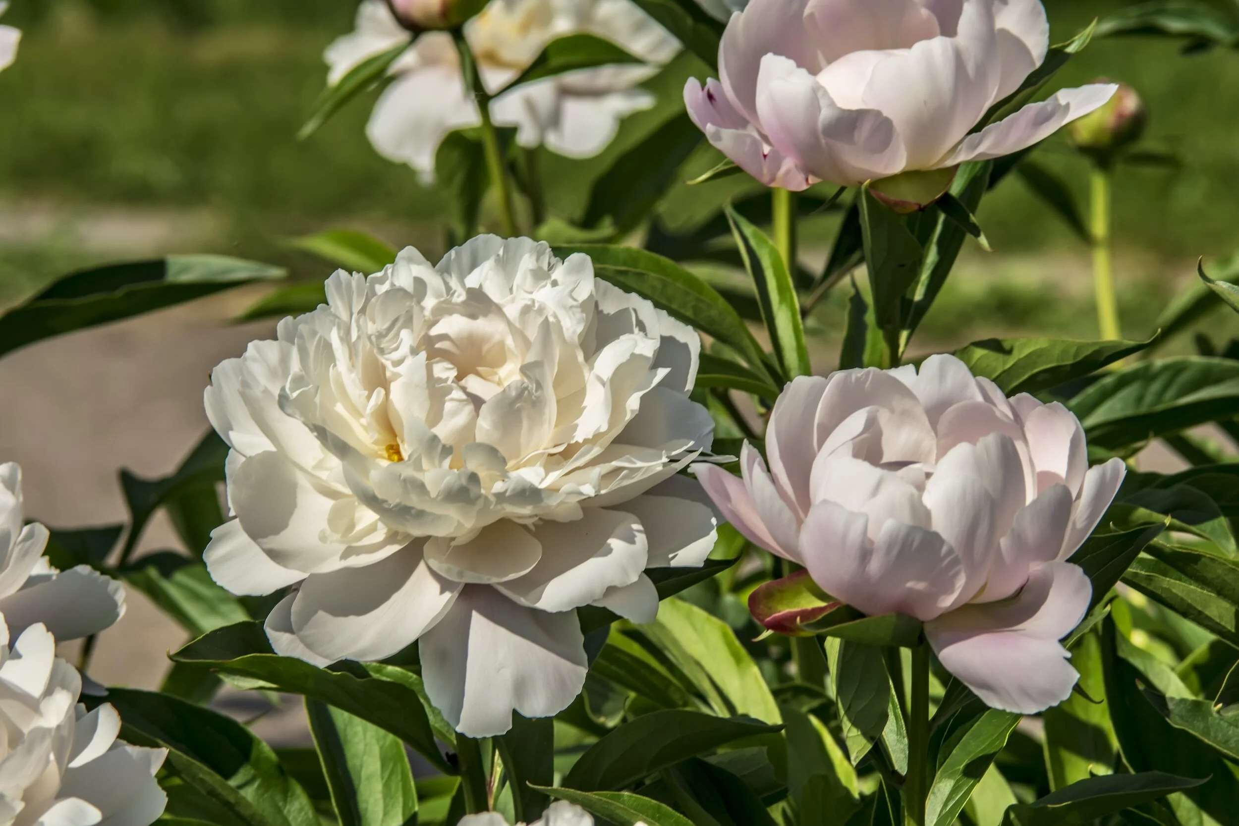 Planting and Growing Instructions for Bare Root Peonies — Hidden ...