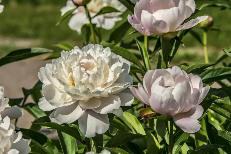 Planting and Growing Instructions for Bare Root Peonies — Hidden ...