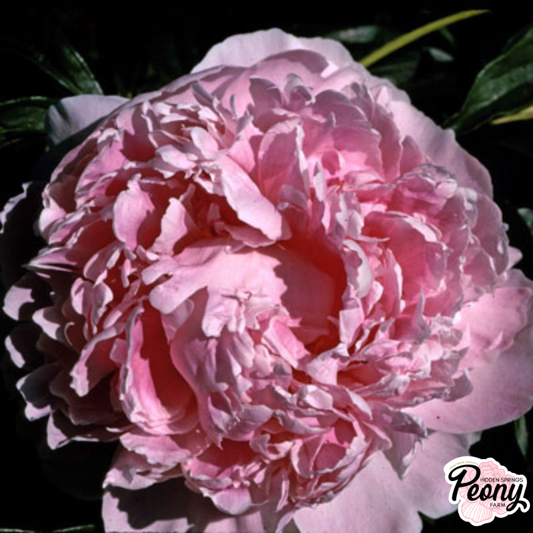 Shop All Peonies — Hidden Springs Peony Farm