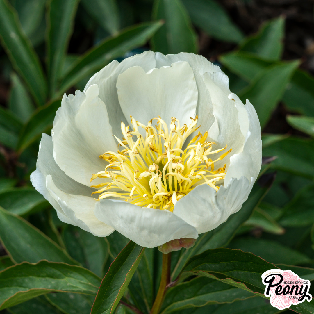 Shop All Peonies — Hidden Springs Peony Farm
