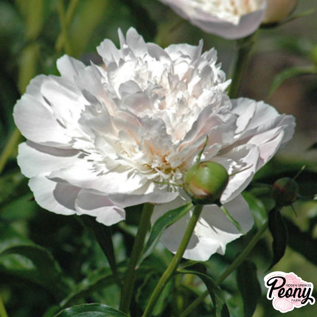 Shop Bare Root Peonies - Free Shipping on orders over $175 — Hidden ...