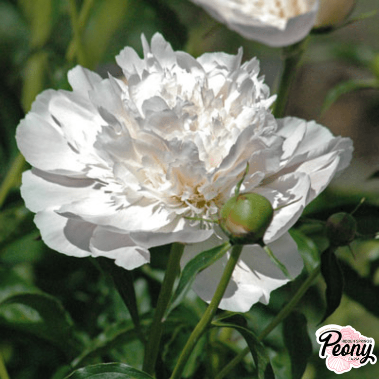 Shop Bare Root Peonies - Free Shipping on orders over $175 — Hidden ...