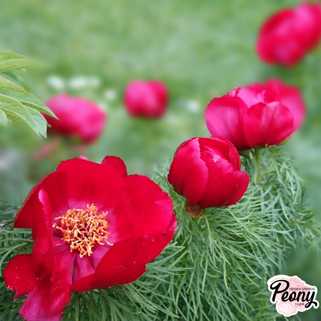 Shop Bare Root Peonies - Free Shipping on orders over $175 — Hidden ...