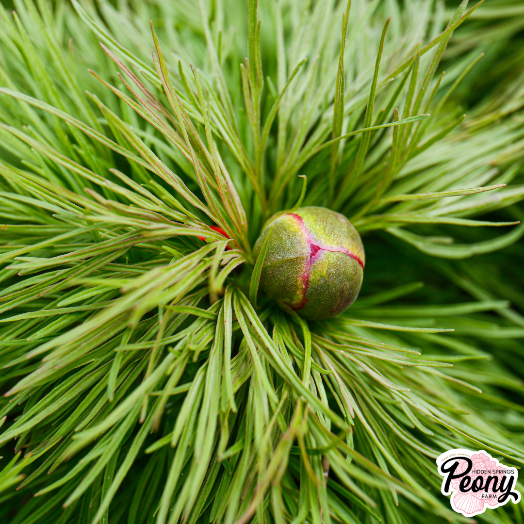 Fern Leaf Peony (P. Tenuifolia) — Hidden Springs Peony Farm