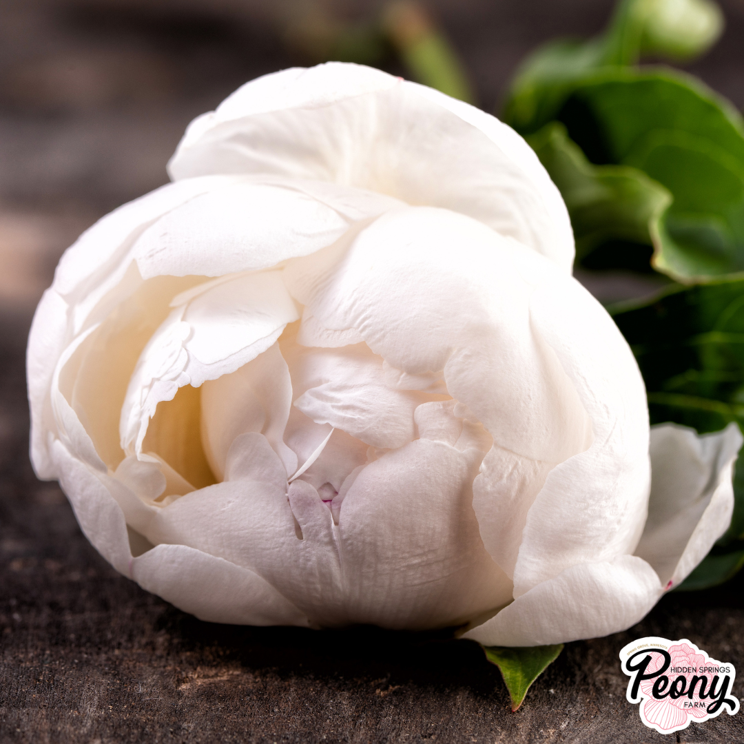 Shop All Peonies — Hidden Springs Peony Farm