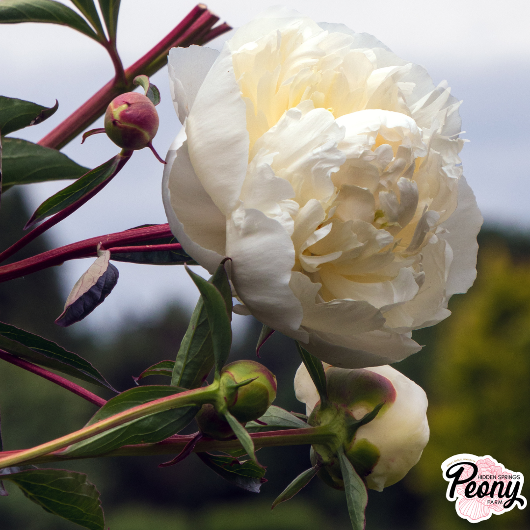 Shop All Peonies — Hidden Springs Peony Farm