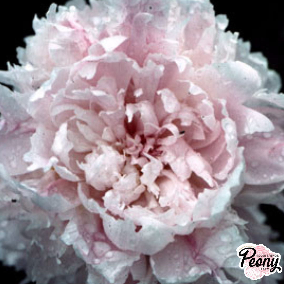 Shop All Peonies — Hidden Springs Peony Farm