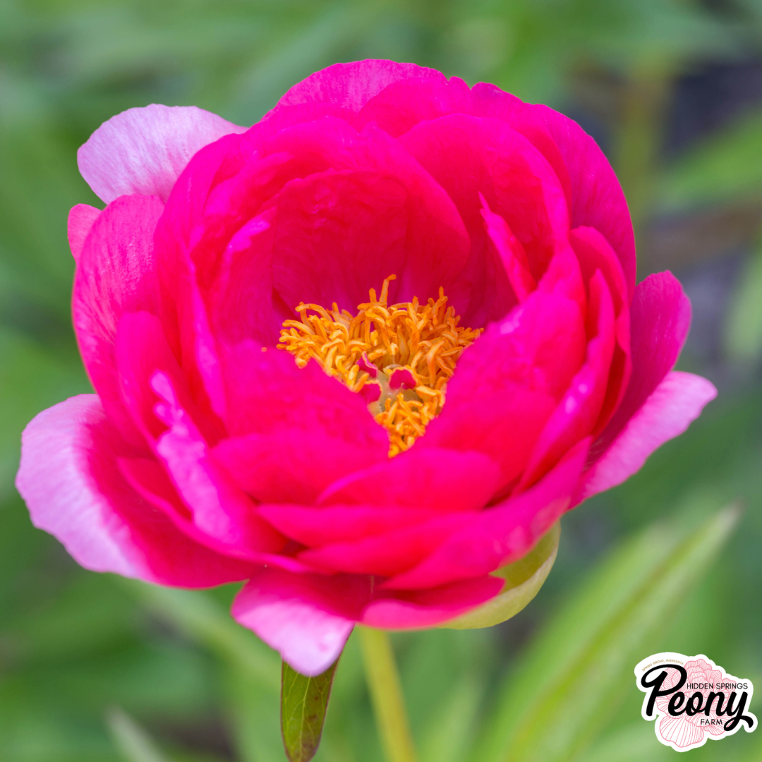 Shop All Peonies — Hidden Springs Peony Farm
