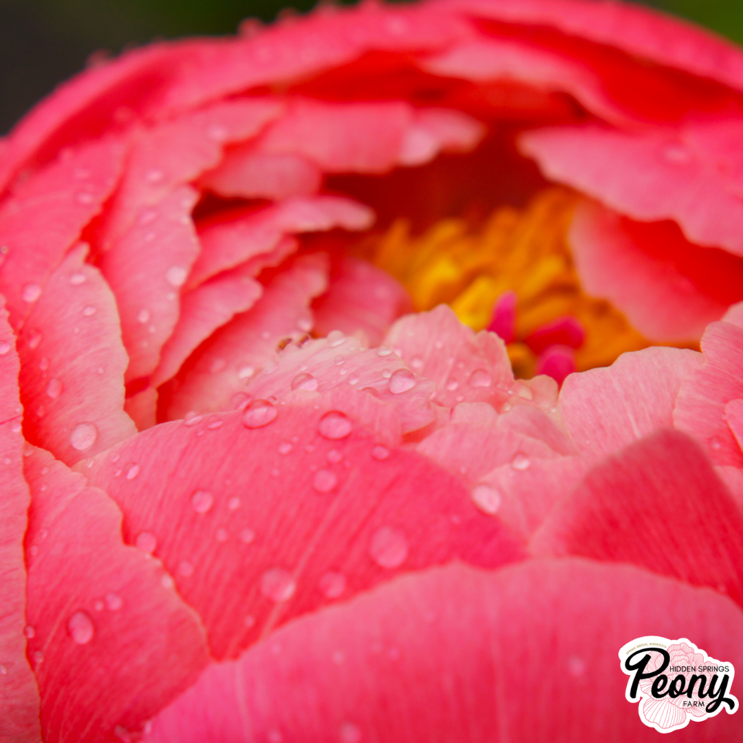 Coral Sunset Peony — Hidden Springs Peony Farm