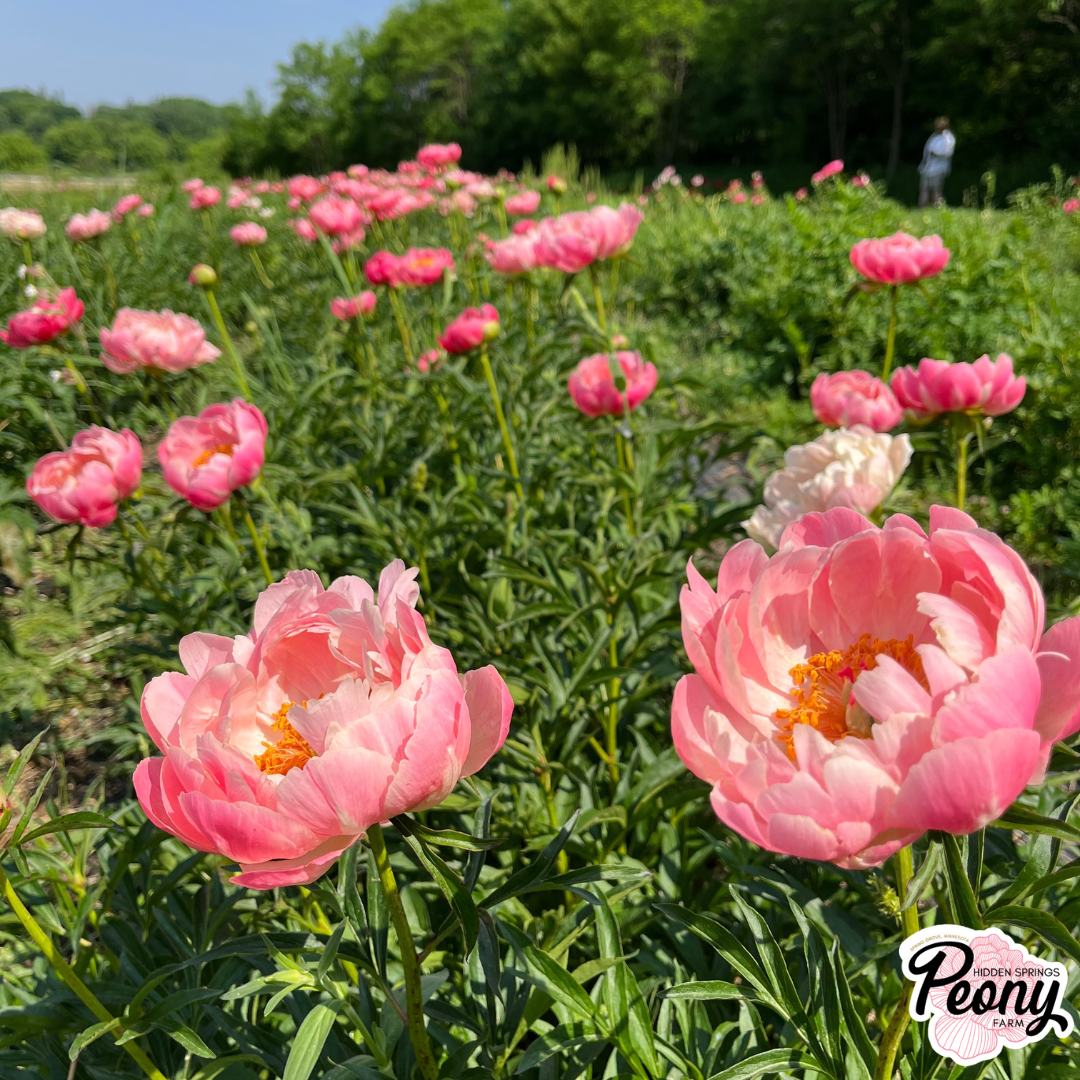 Coral Charm Peony — Hidden Springs Peony Farm