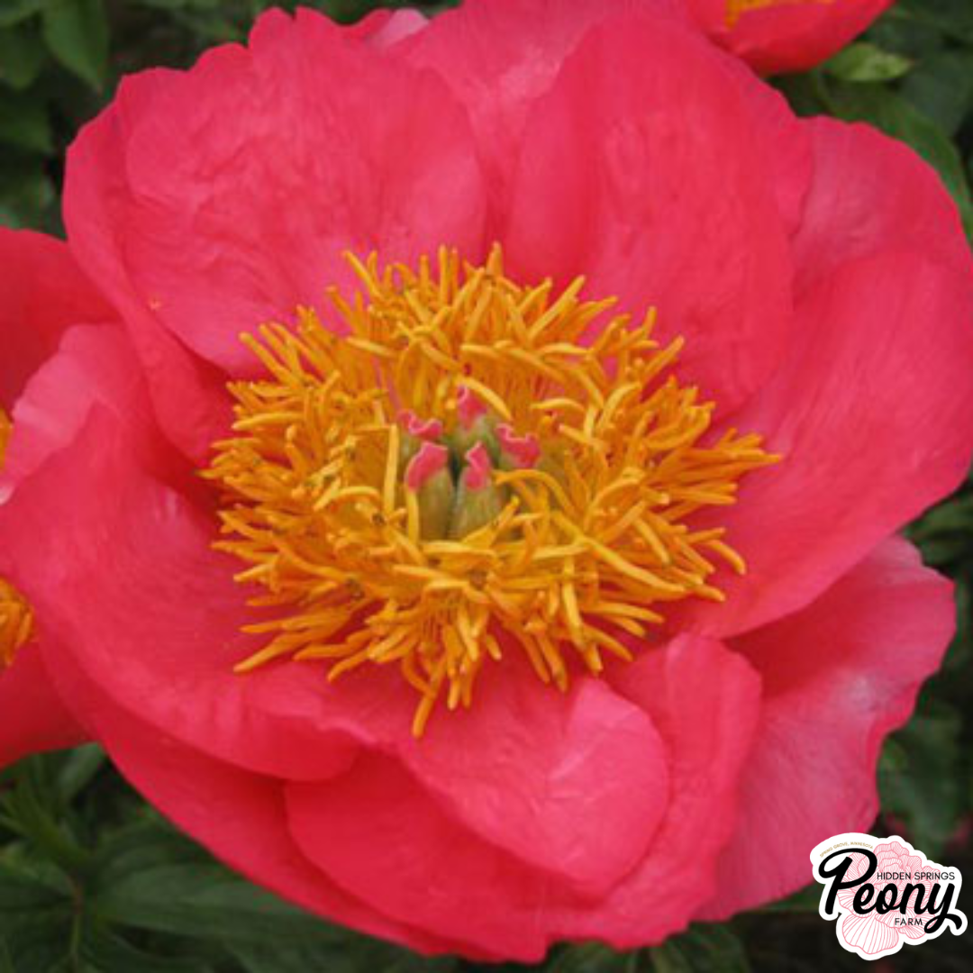 Shop All Peonies — Hidden Springs Peony Farm