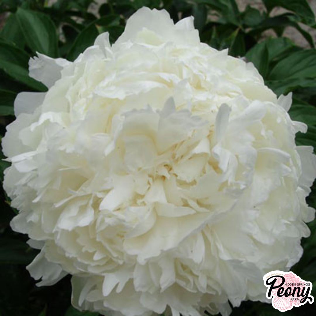 Shop All Peonies — Hidden Springs Peony Farm