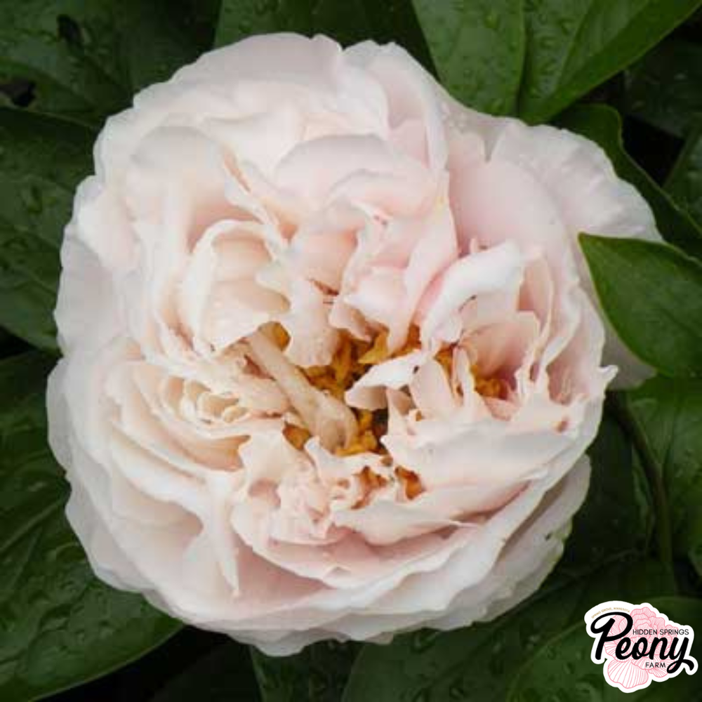 Shop Bare Root Peonies — Hidden Springs Peony Farm