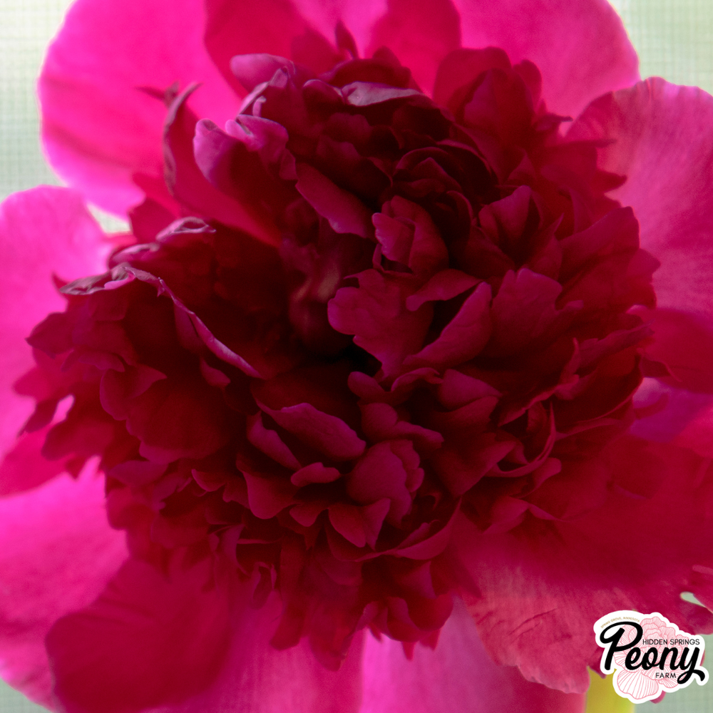 Shop Bare Root Peonies — Hidden Springs Peony Farm