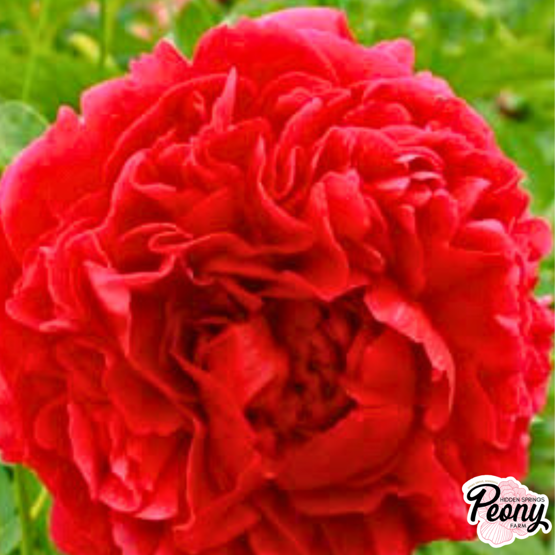 Shop All Peonies — Hidden Springs Peony Farm