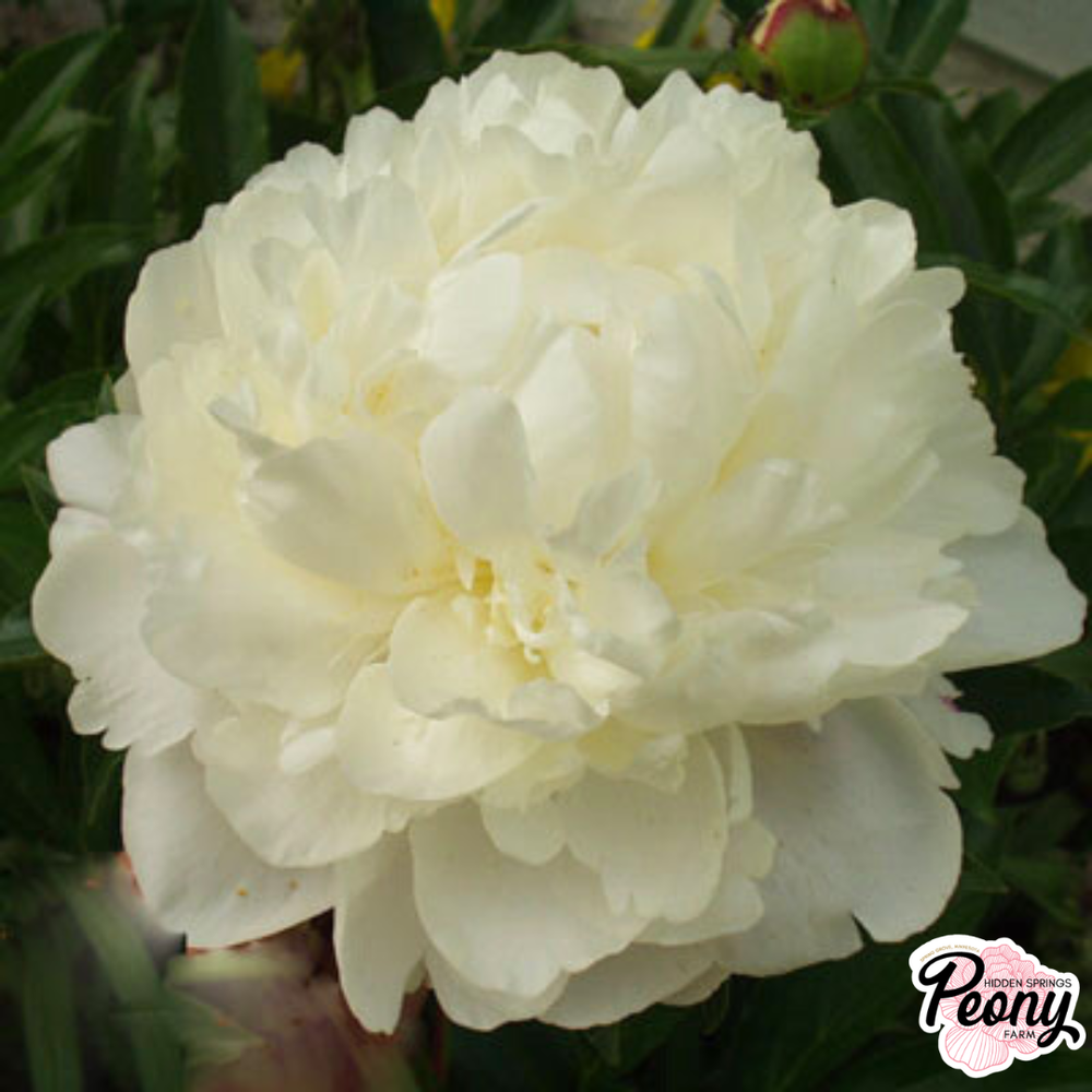 Shop Bare Root Peonies — Hidden Springs Peony Farm