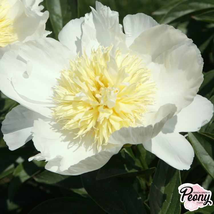 Shop Bare Root Peonies — Hidden Springs Peony Farm