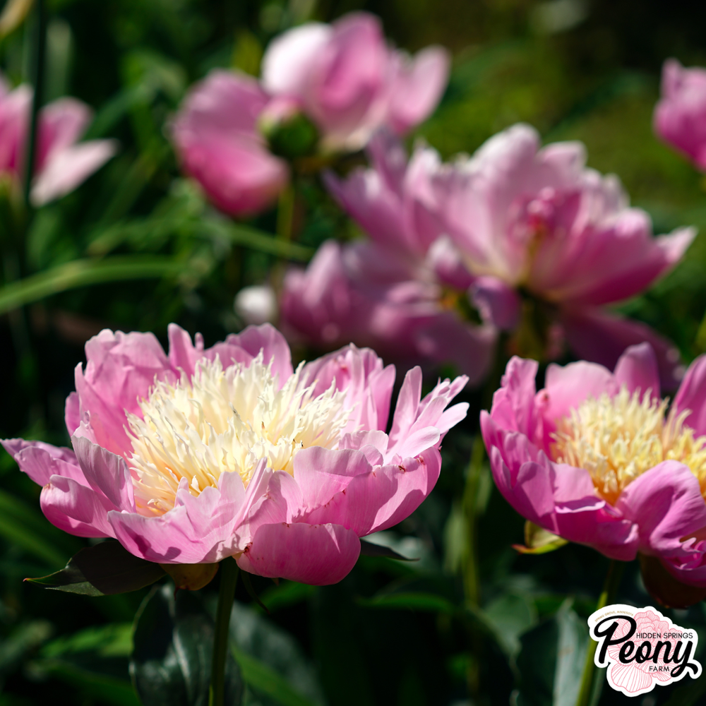 Shop Bare Root Peonies — Hidden Springs Peony Farm