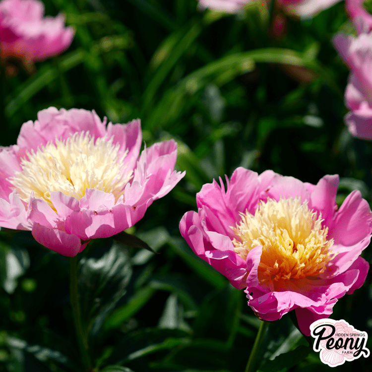 Shop Bare Root Peonies — Hidden Springs Peony Farm