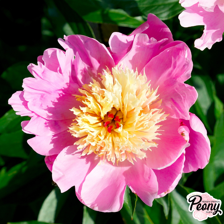 Shop Bare Root Peonies — Hidden Springs Peony Farm