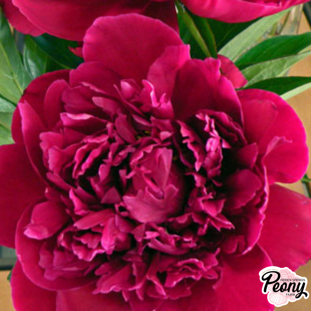 Fern Leaf Peony (P. Tenuifolia) — Hidden Springs Peony Farm