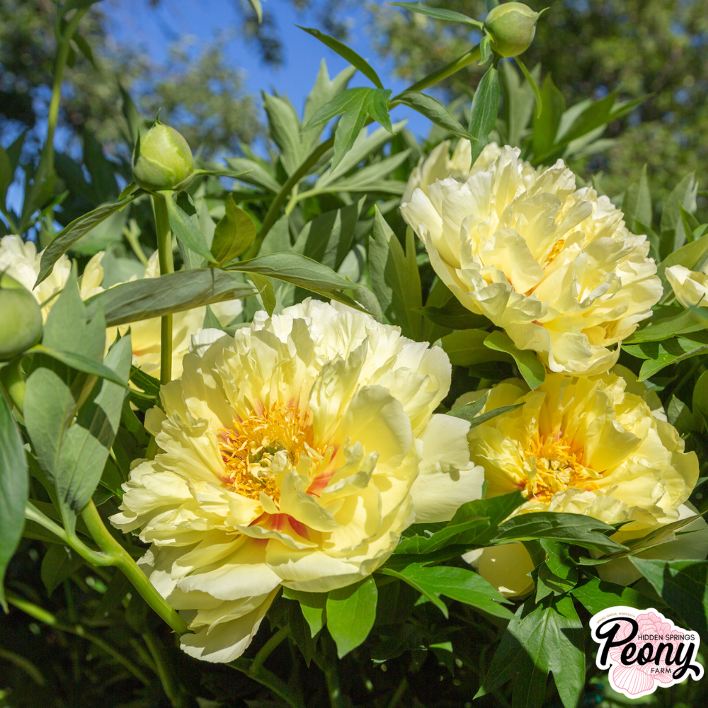 Shop Bare Root Peonies - Free Shipping on orders over $175 — Hidden ...