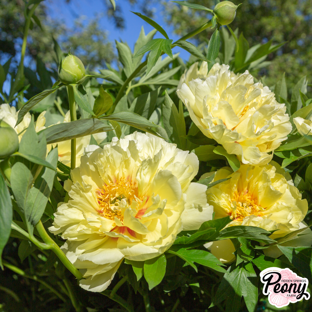 Shop Bare Root Peonies - Free Shipping on orders over $175 — Hidden ...