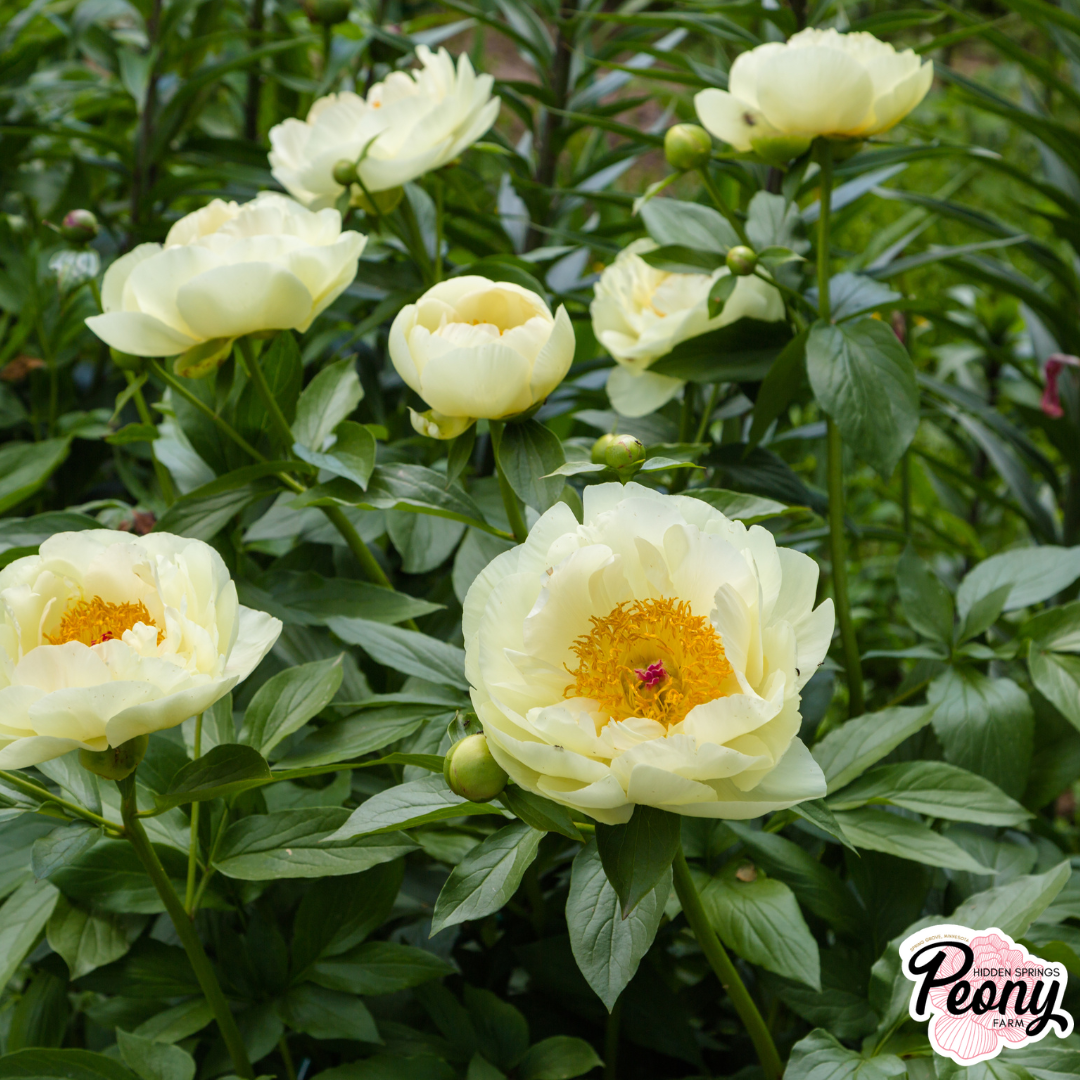 The Six Official Peony Flower Forms — Hidden Springs Peony Farm
