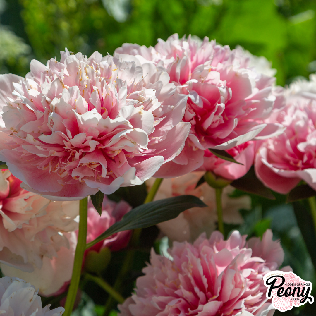 Coral Sunset Peony — Hidden Springs Peony Farm